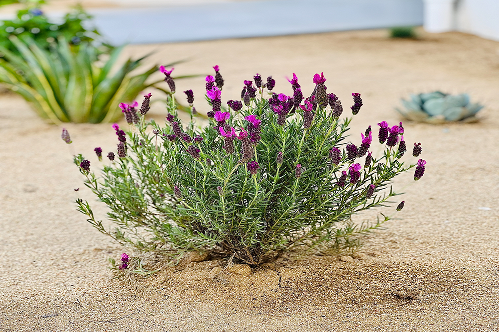 What Is California Native Landscape?